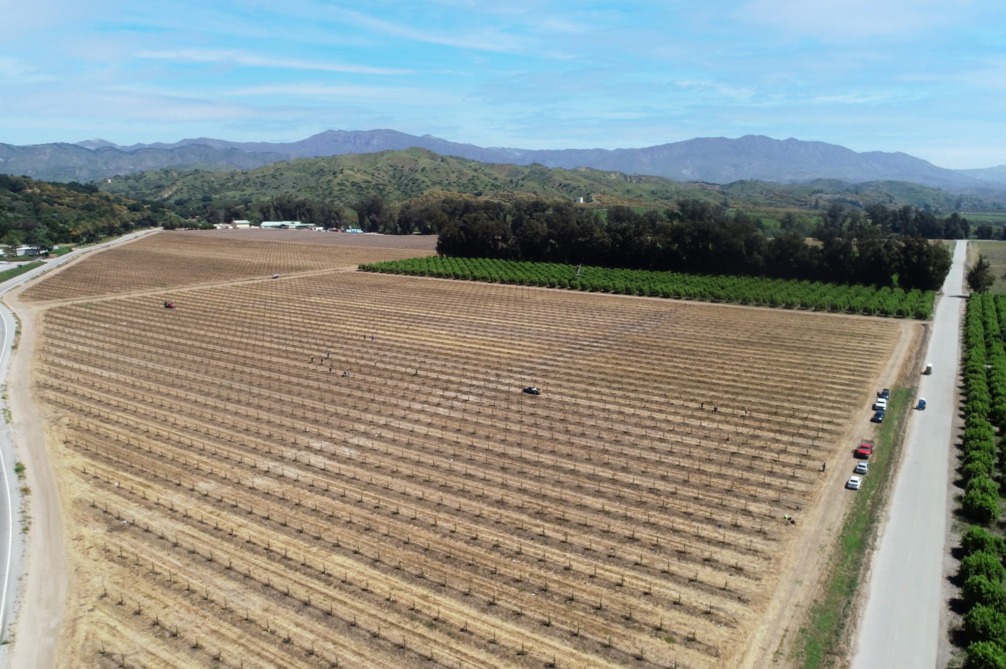 The Biggest Single Planting of Avocados in Ventura County In Over 50 ...