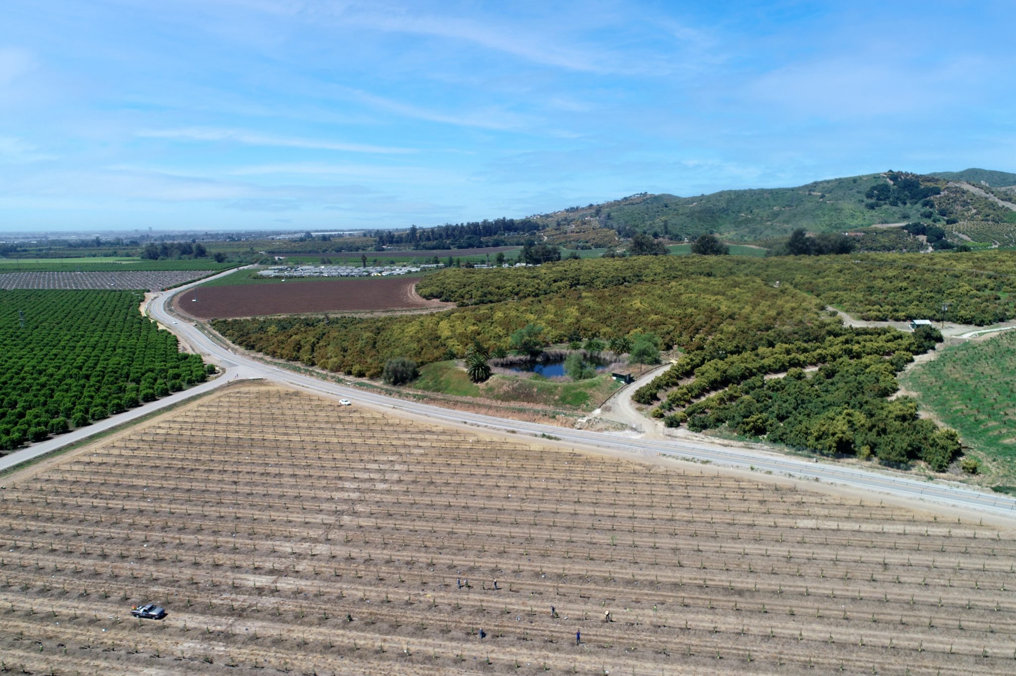 The Biggest Single Planting of Avocados in Ventura County In Over 50 ...
