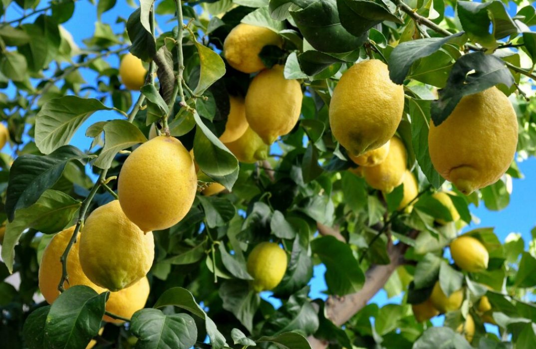News - Limoneira