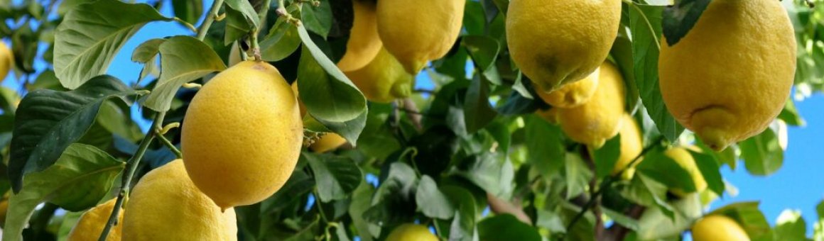 Freshly Squeezed: Creating an agile, sustainable business that lasts ...