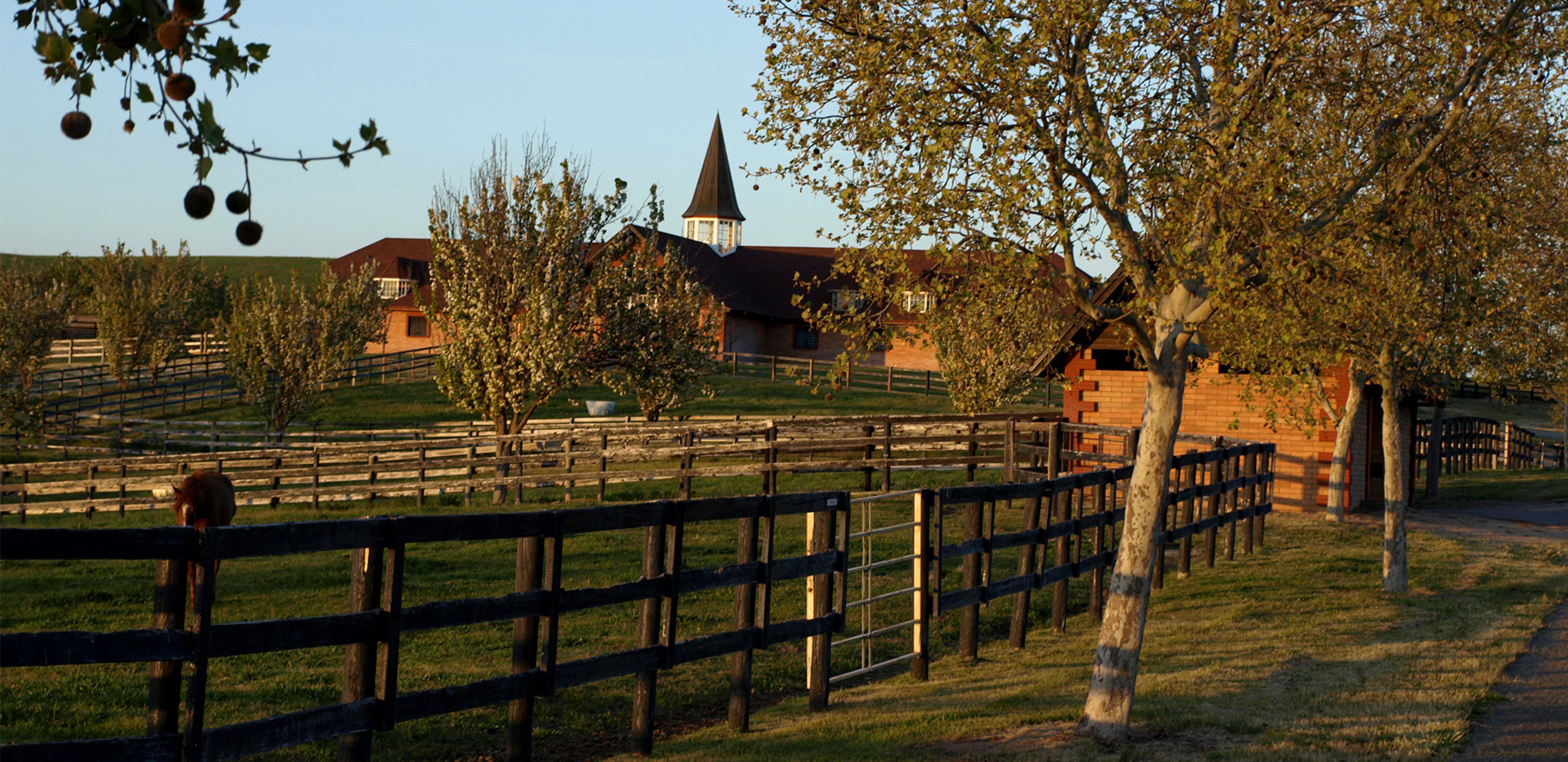 Windfall Farms - Limoneira